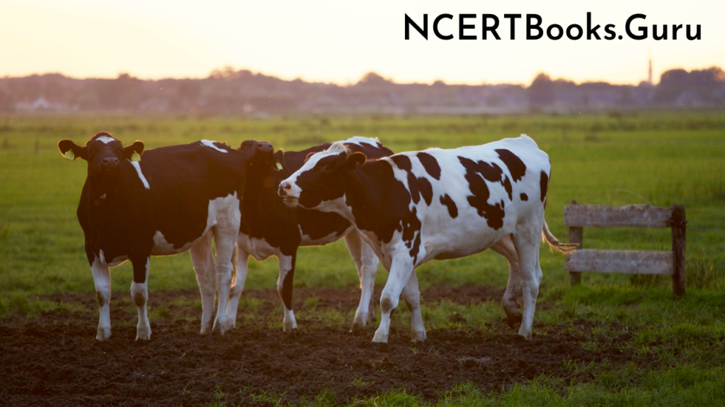 10 Lines on Cow for Students and Children in English - NCERT Books