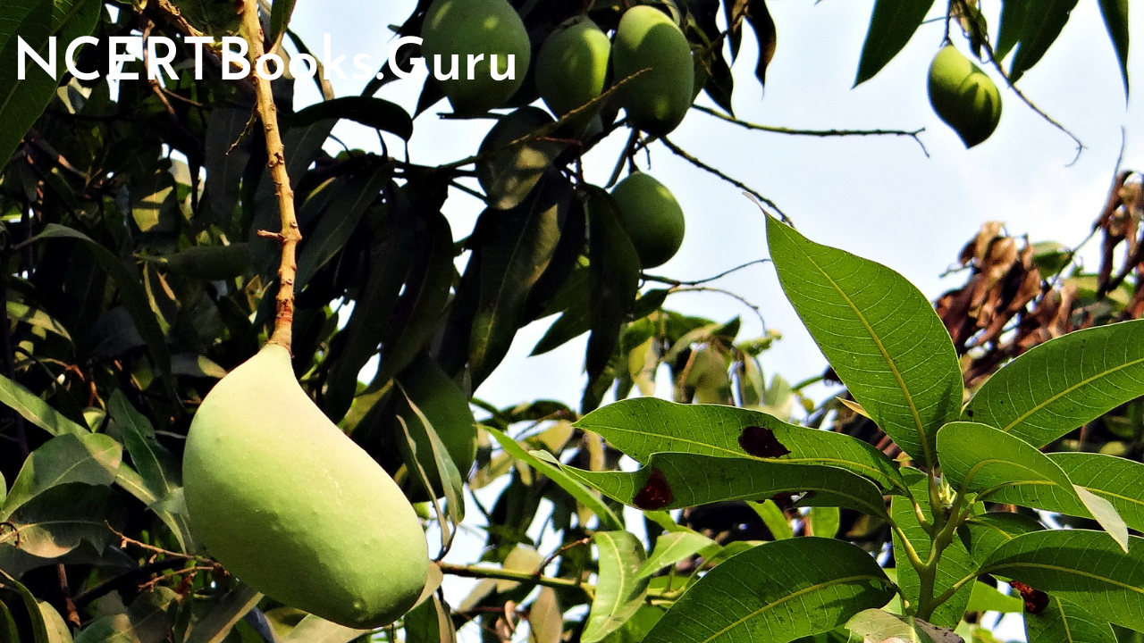 10 Lines on Mango Tree for Students and Children in English - NCERT Books