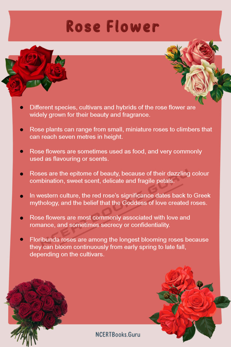 10 Lines on Rose Flower for Students and Children in English - NCERT Books
