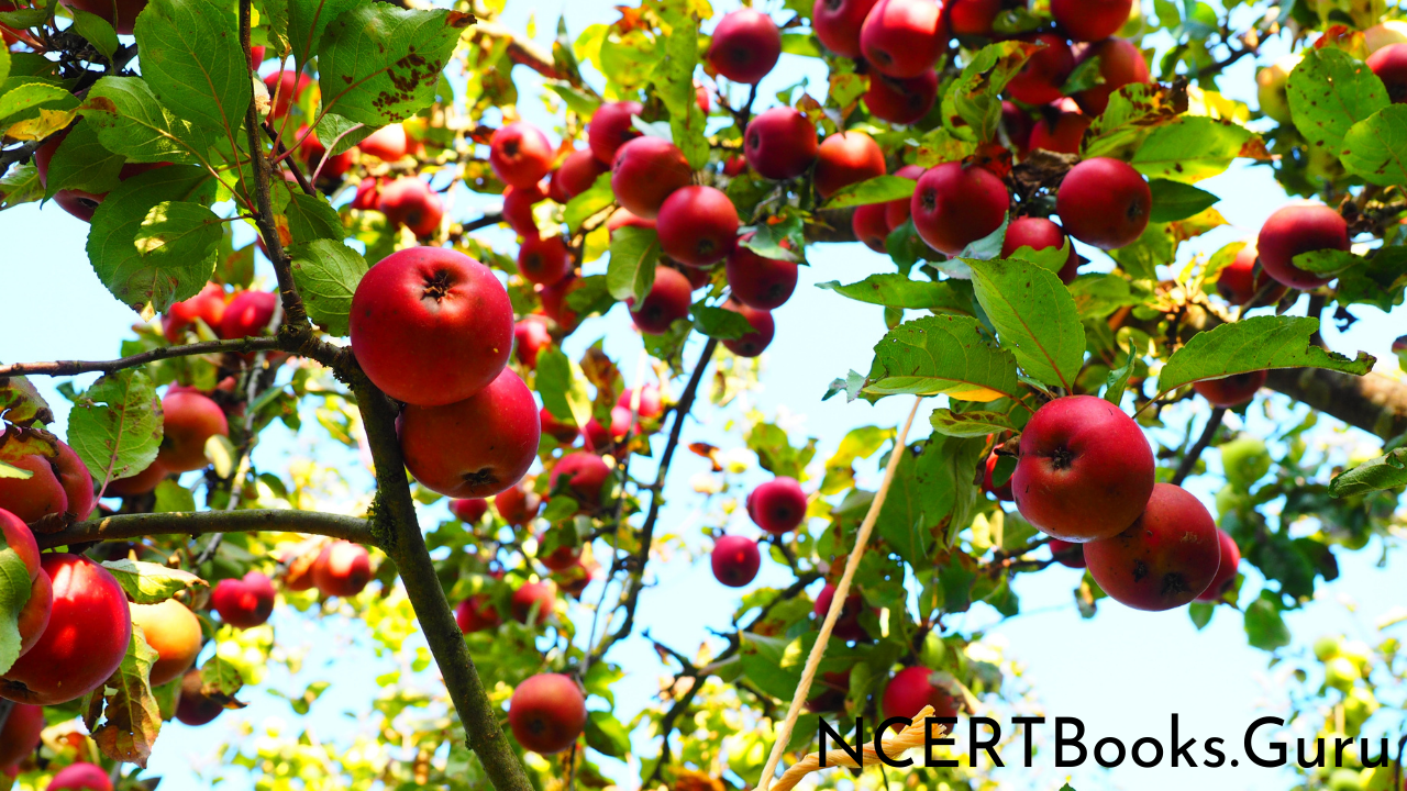 10 Lines on Apple Fruit for Students and Children in English - NCERT Books
