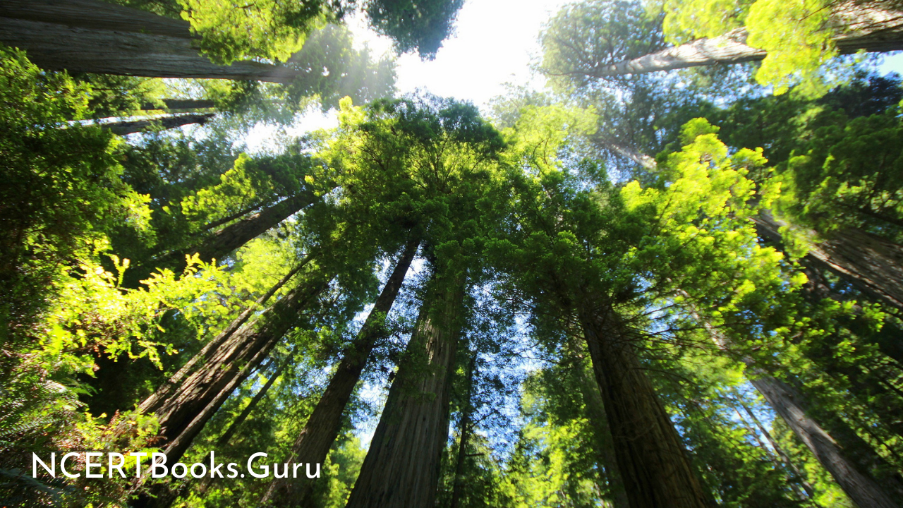 10 Lines about Forest for Students and Children in English - NCERT Books