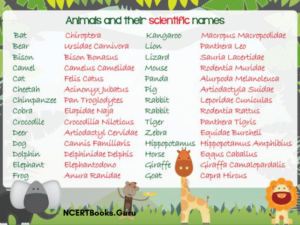 Scientific Names of Animals | List of Animals Common & Binomial Names